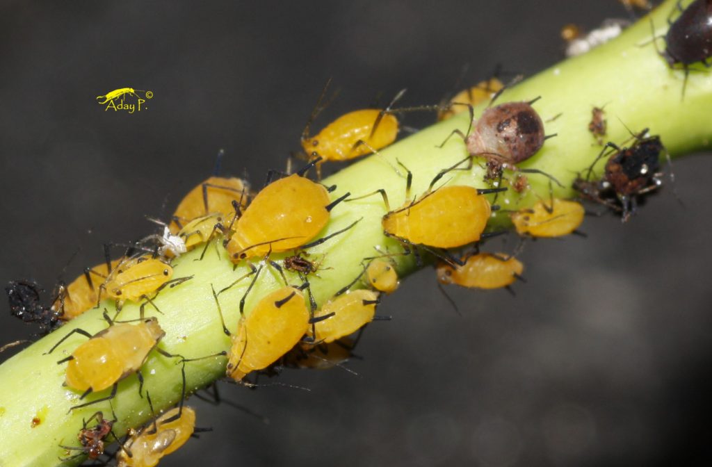 Cómo combatir el pulgón: Cómo evitarlo y cómo eliminarlo