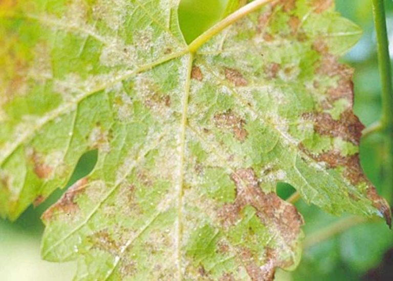 Remedios para Mildiu | ¿Qué es? ¿Cómo prevenirlo? ¿Cómo combatirlo?