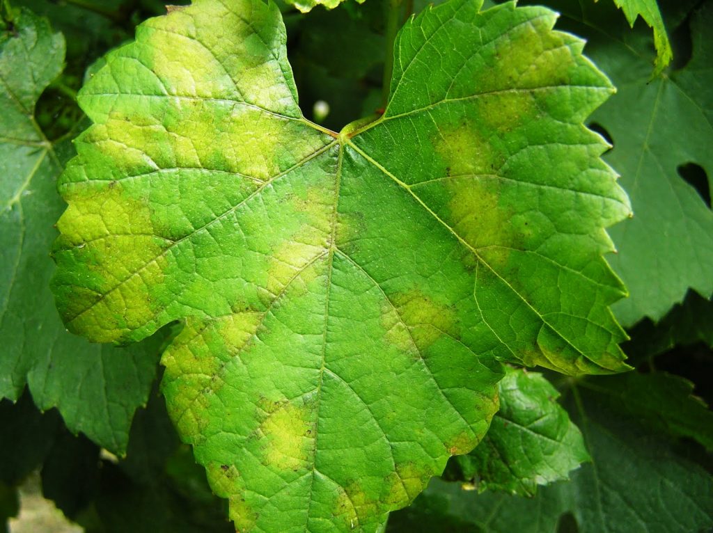 Mildiu de la vid - Qué es, tipos, tratamientos y remedios