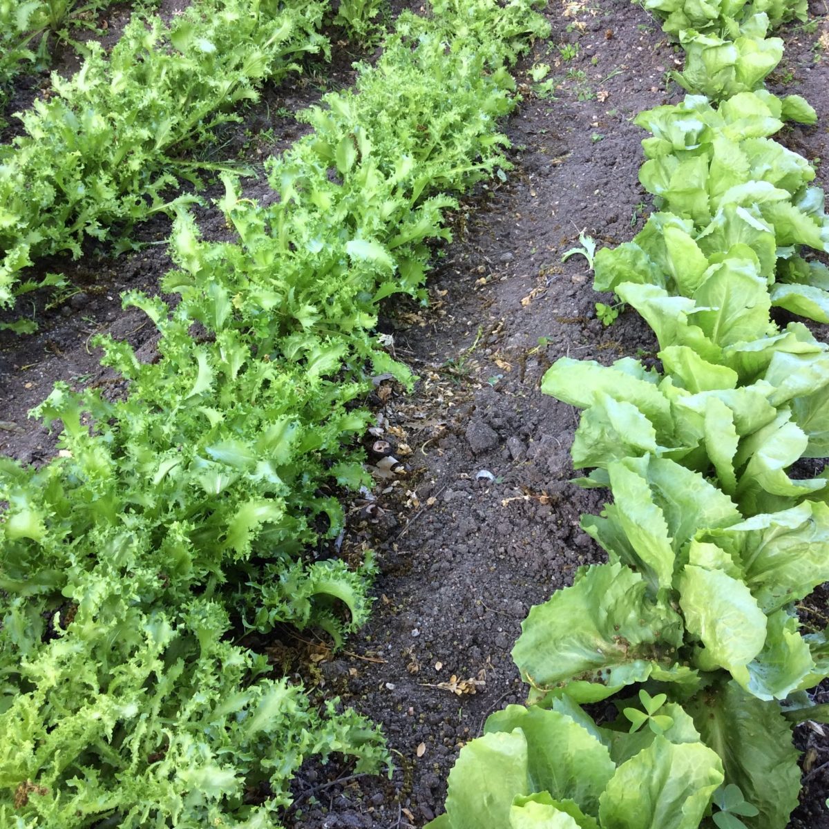 Cultivar lechuga en el huerto urbano en casa | Jardinedia