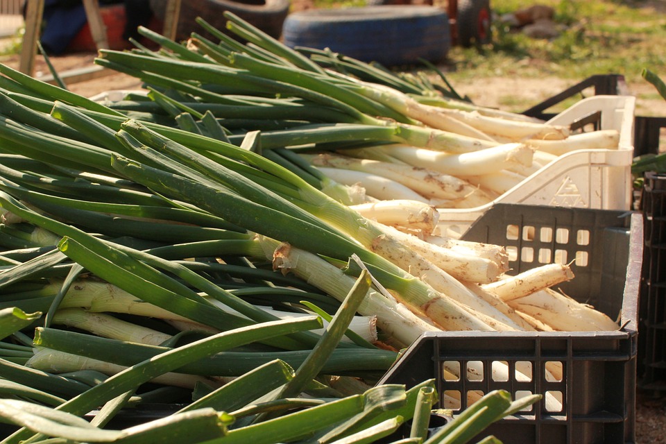 ¿Cómo plantar calçots? ¡En Planeta Garden te lo decimos!