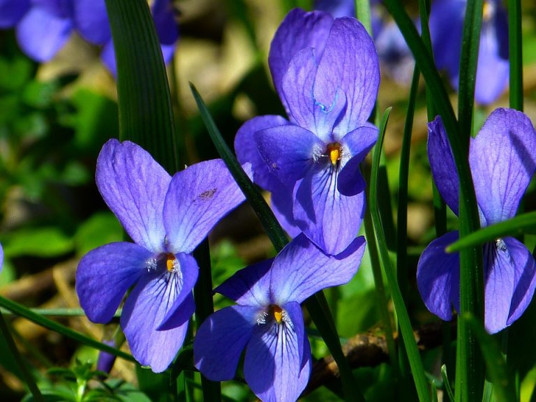 Conoce las características y cuidados de las violetas