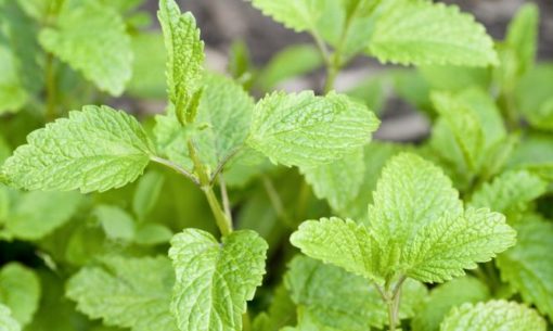 Hierbabuena y menta diferencias | Jardinedia