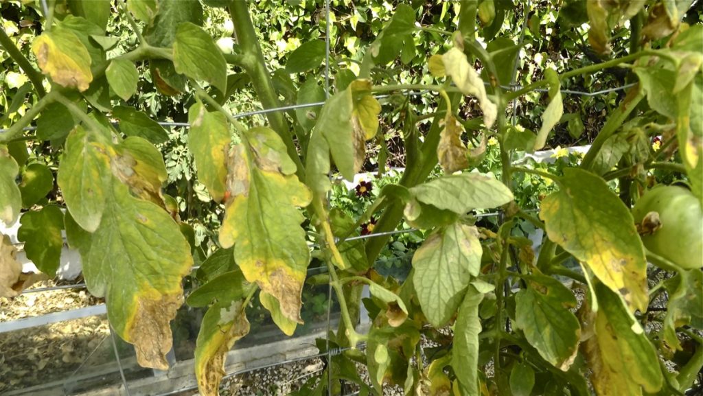 Cómo eliminar el Mildiu del tomate | Jardinedia