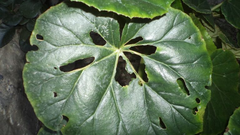 Plagas en las plantas | Qué son, tipos que existen y cómo combatirlas ...