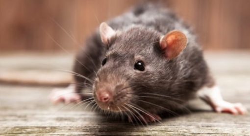 Productos para matar ratas y ratones | Jardinedia